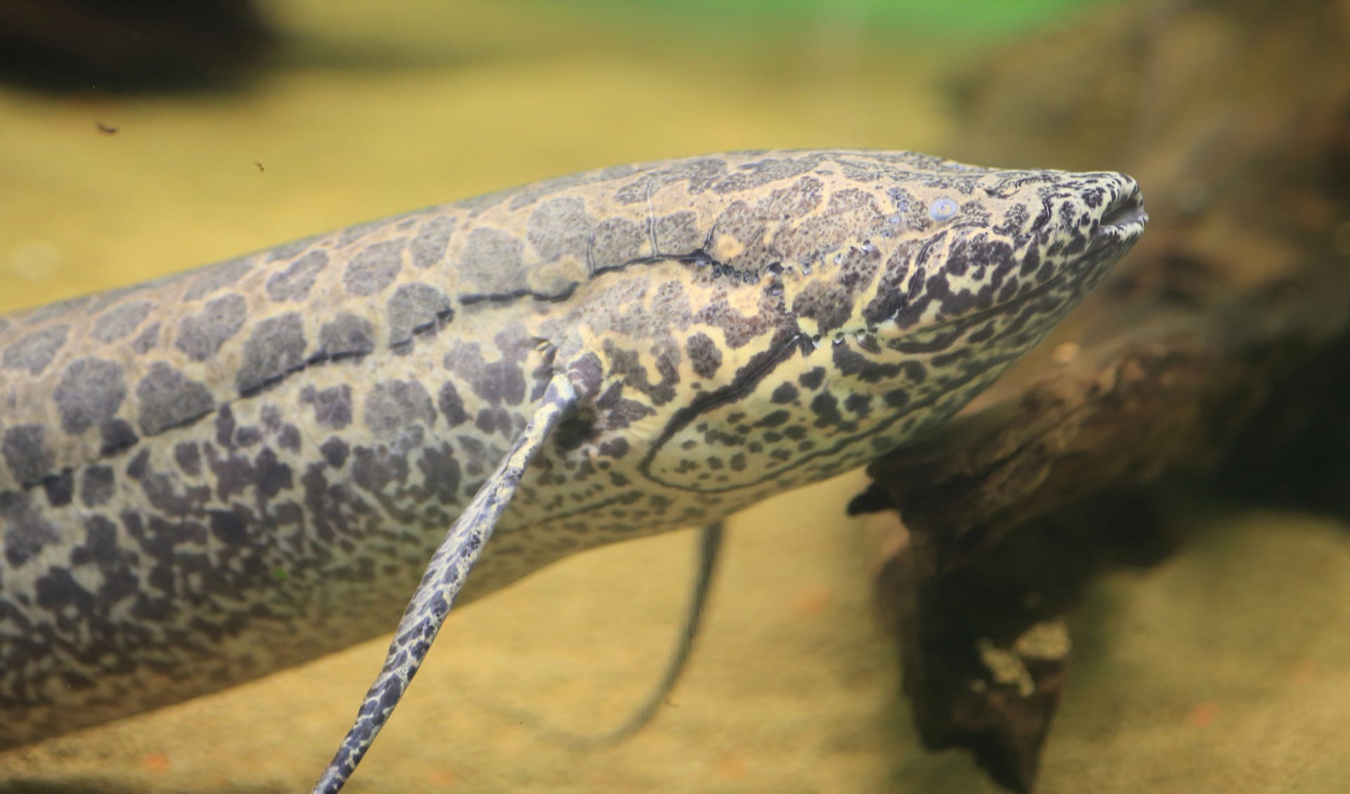 Dipneusti - Lungfish: facts, distribution & population | BioDB